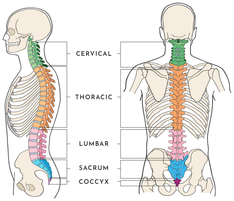 Spondylosis (Osteoarthritis) of the Spine | Complete Physio